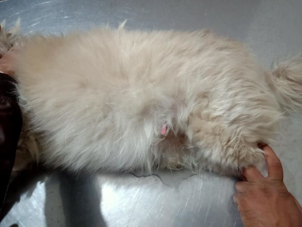 What Does Ascites Look Like In Dogs